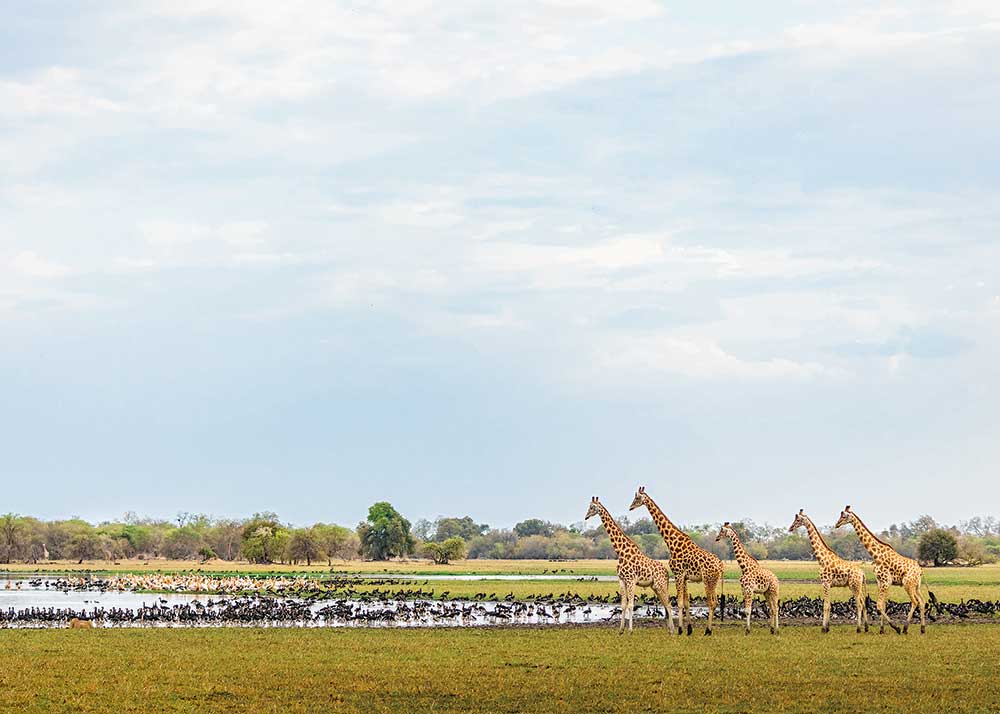Planet Earth III - TV Week