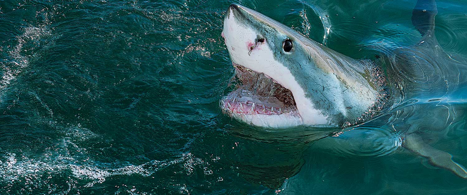 Sharkfest - TV Week
