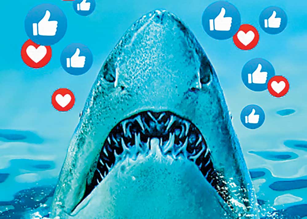 Sharkfest - TV Week